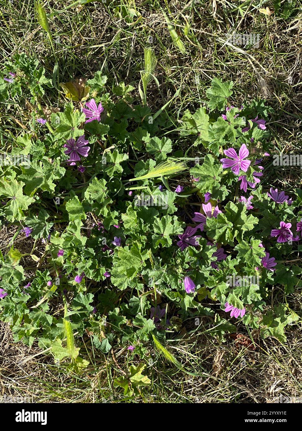 Common Mallow (Malva sylvestris Stock Photo - Alamy