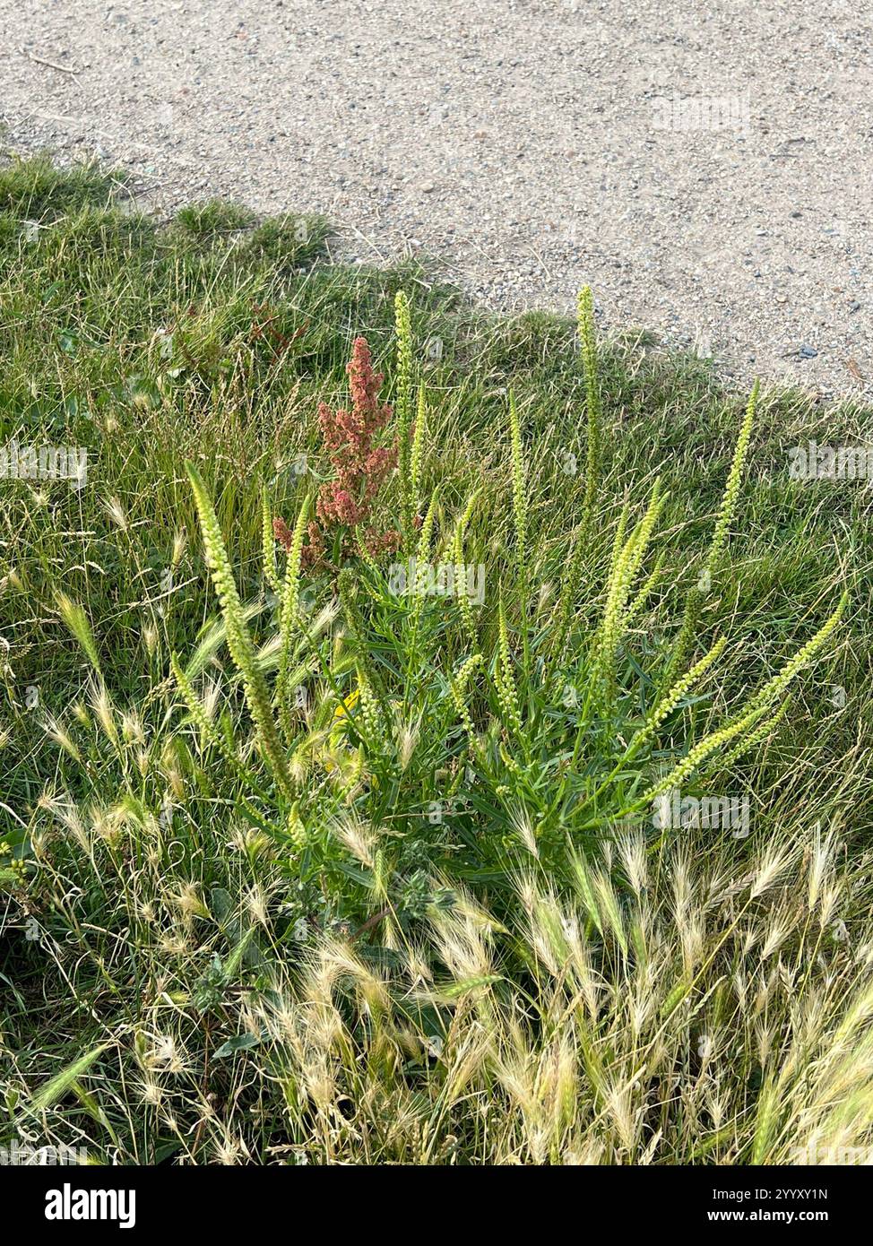 Weld (Reseda luteola Stock Photo - Alamy