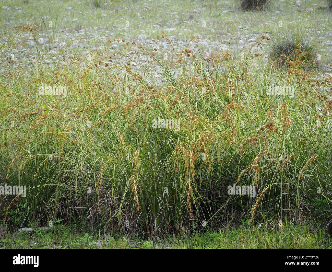 (Cladium mariscus mariscus Stock Photo - Alamy