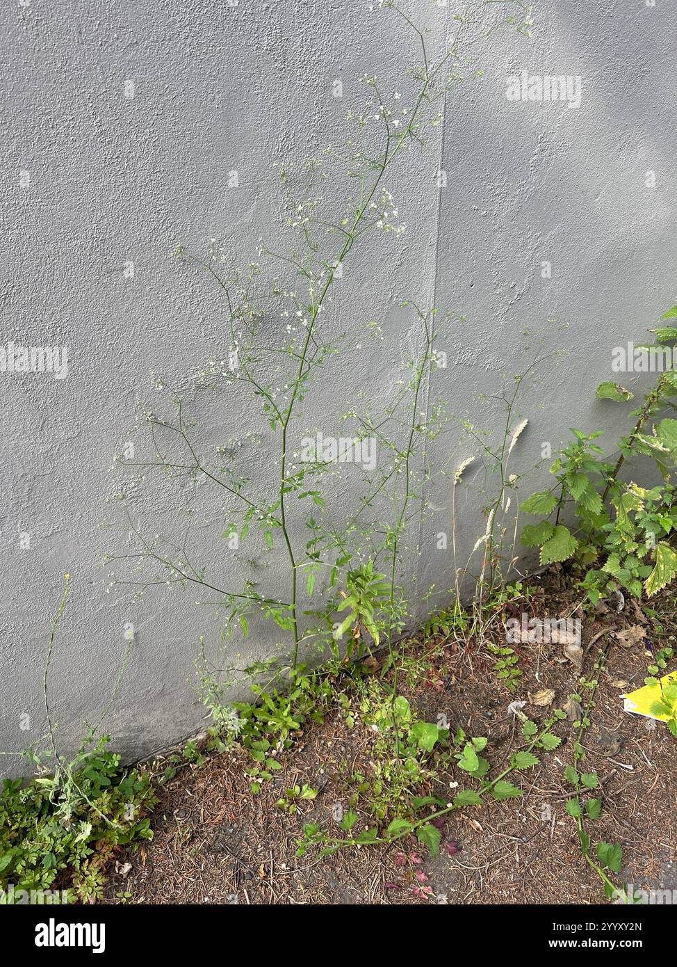 stone parsley (Sison amomum Stock Photo - Alamy