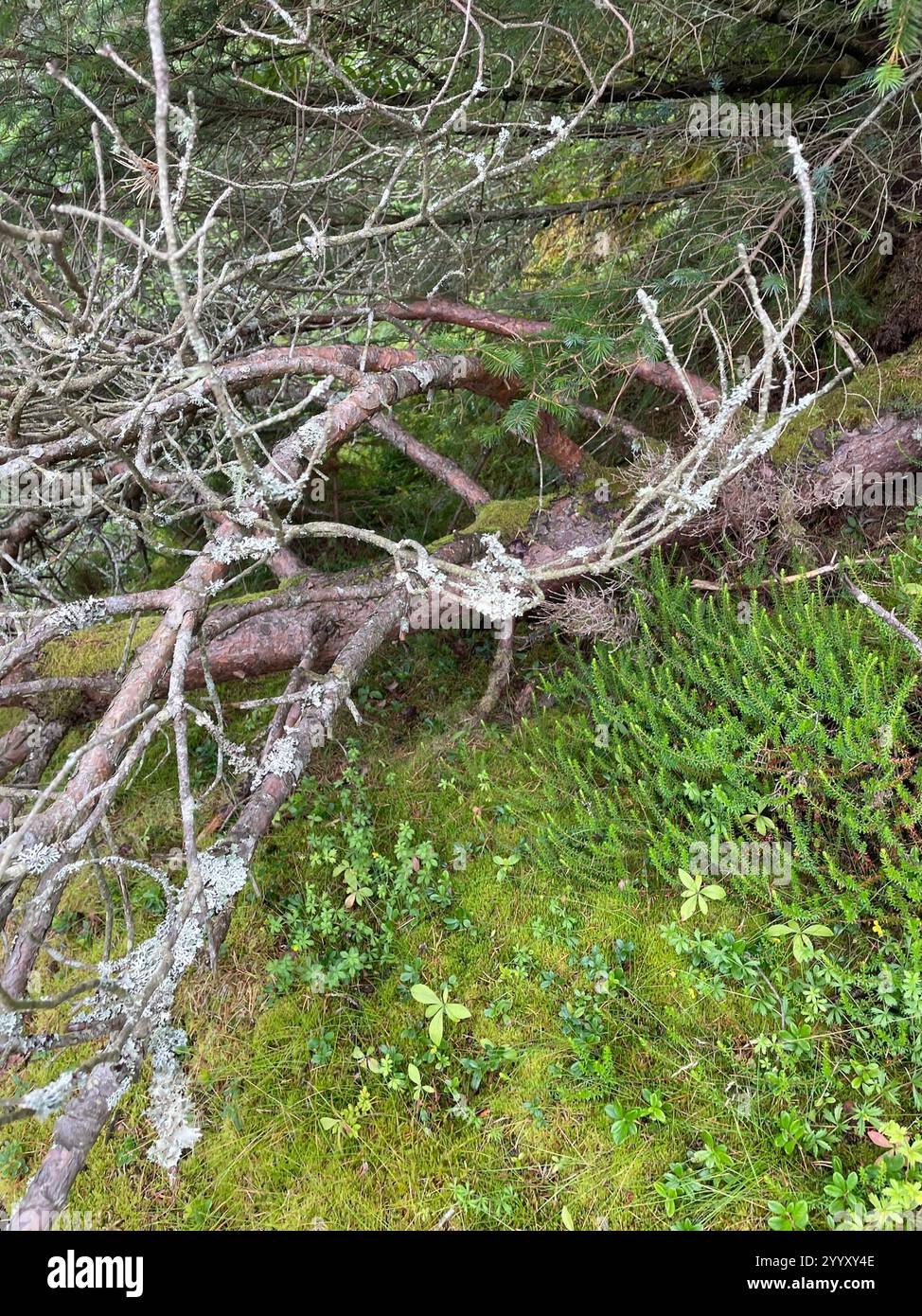 Scots pine (Pinus sylvestris Stock Photo - Alamy