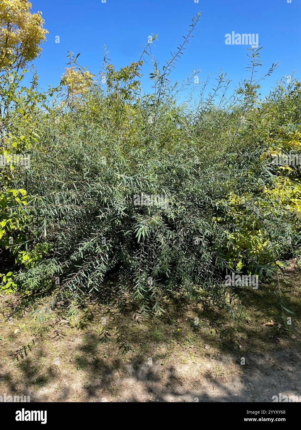 Purple Willow (Salix purpurea Stock Photo - Alamy