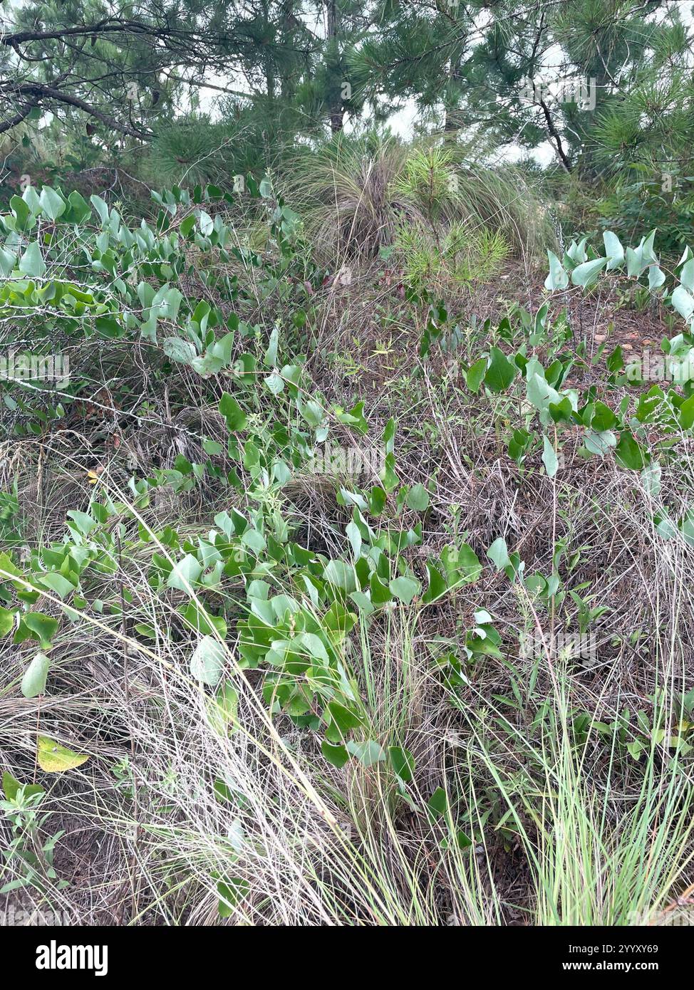 sawbrier (Smilax glauca Stock Photo - Alamy