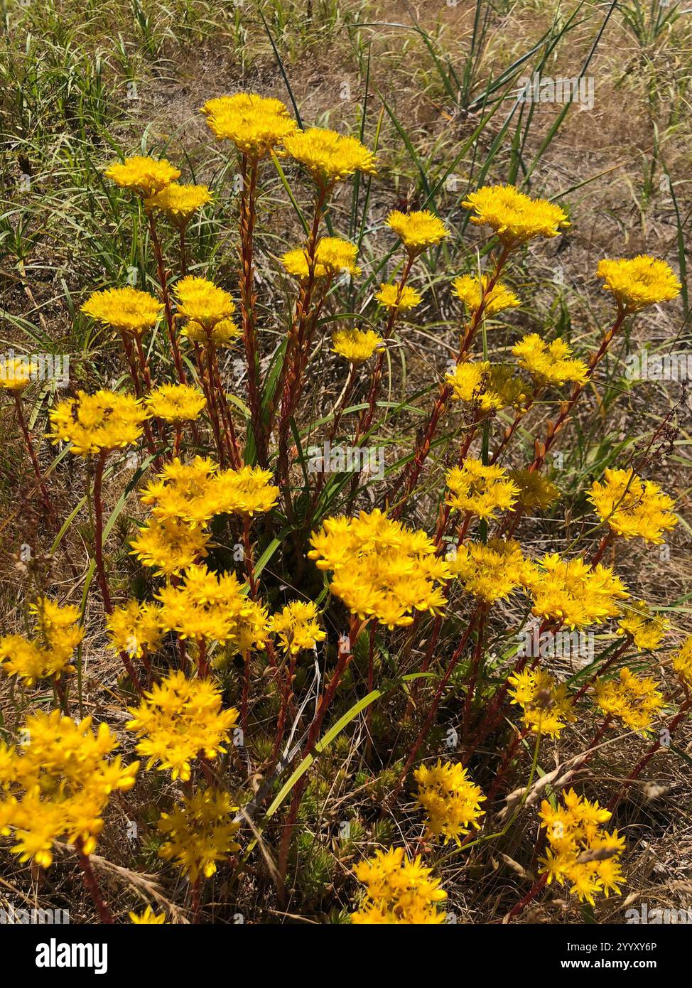 Reflexed Stonecrop (Petrosedum rupestre Stock Photo - Alamy
