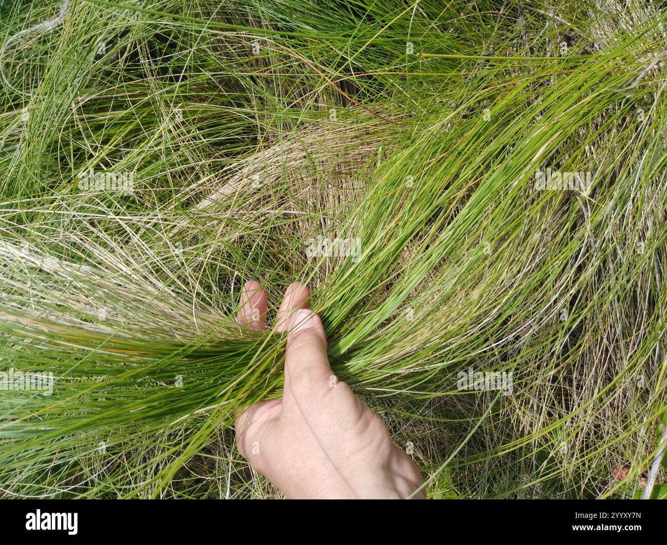 Horsetail Feather Grass (Stipa tirsa Stock Photo - Alamy