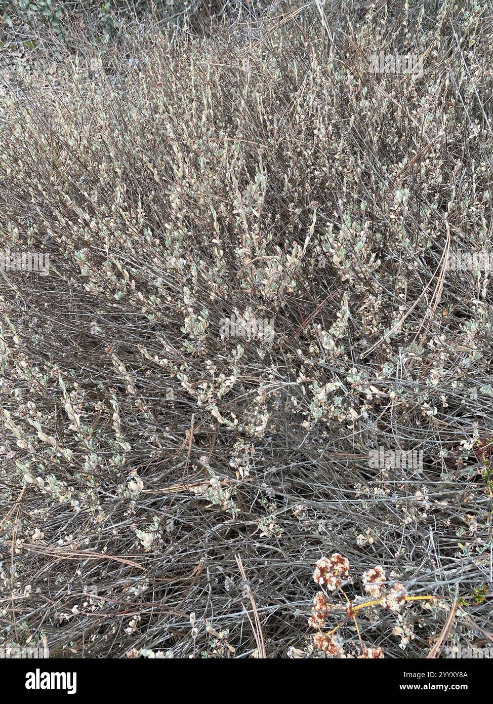 Cleveland Sage (Salvia clevelandii Stock Photo - Alamy