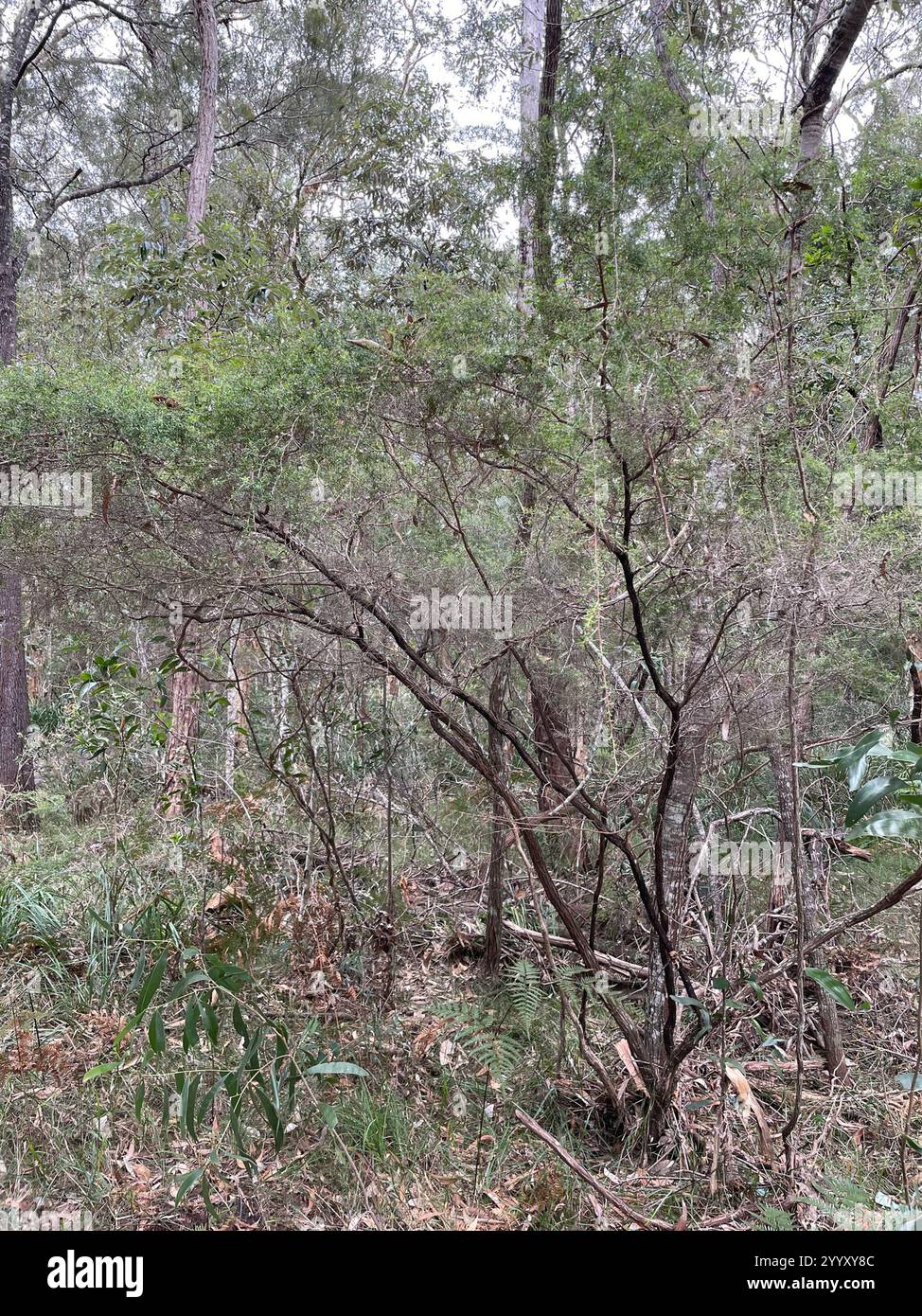 Tantoon (Leptospermum polygalifolium Stock Photo - Alamy