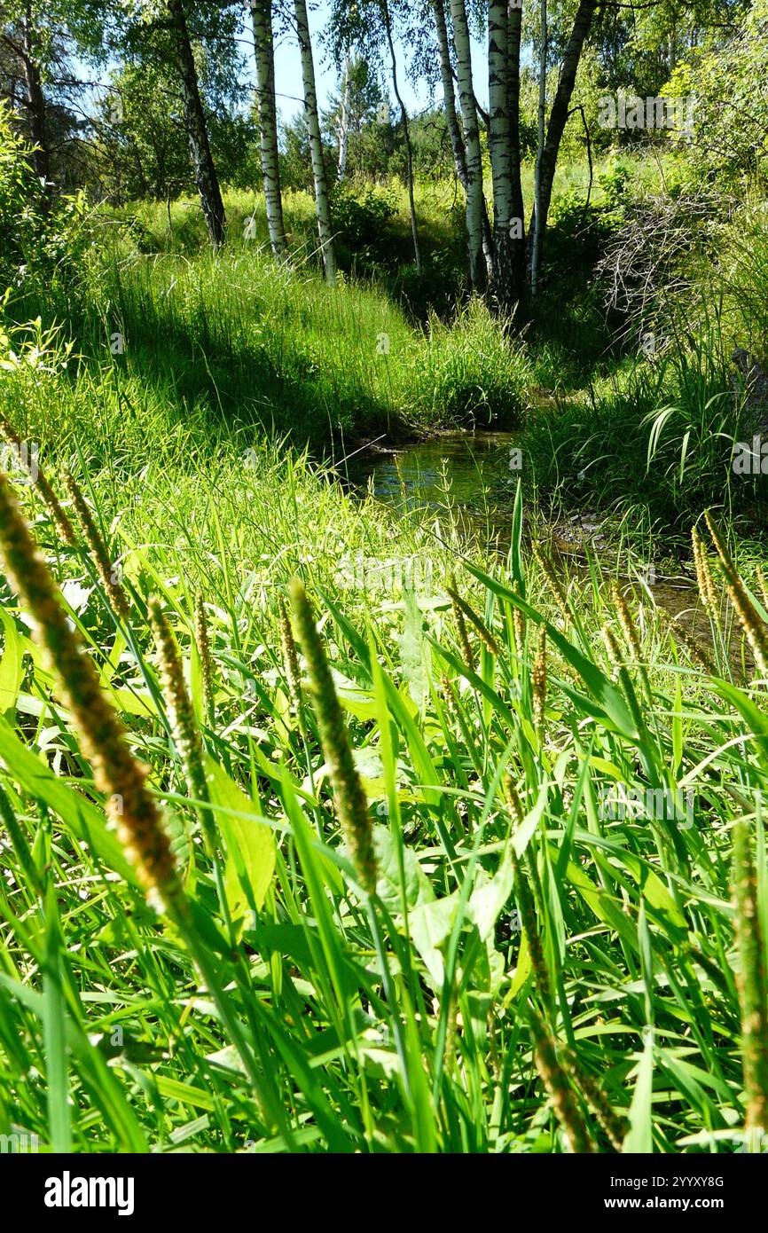 short-awn foxtail (Alopecurus aequalis Stock Photo - Alamy