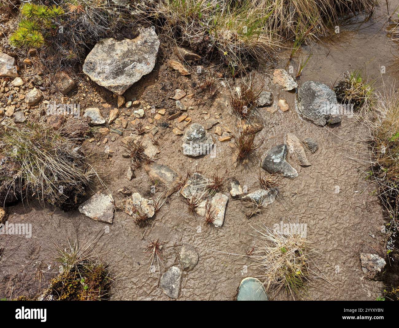 Jointed rush (Juncus articulatus Stock Photo - Alamy