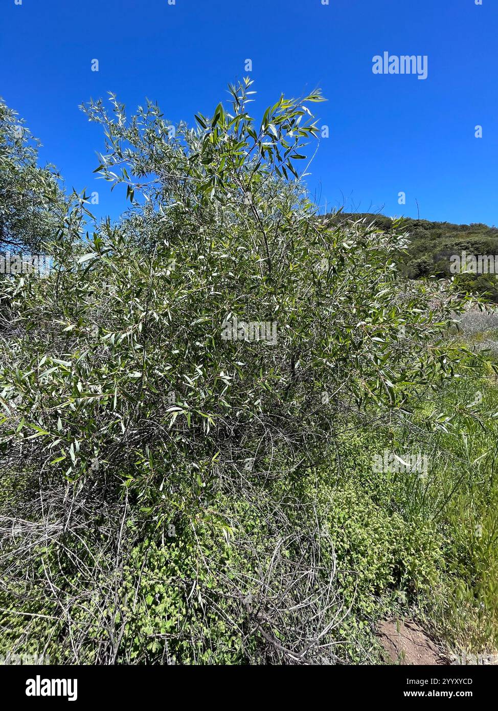 red willow (Salix laevigata Stock Photo - Alamy
