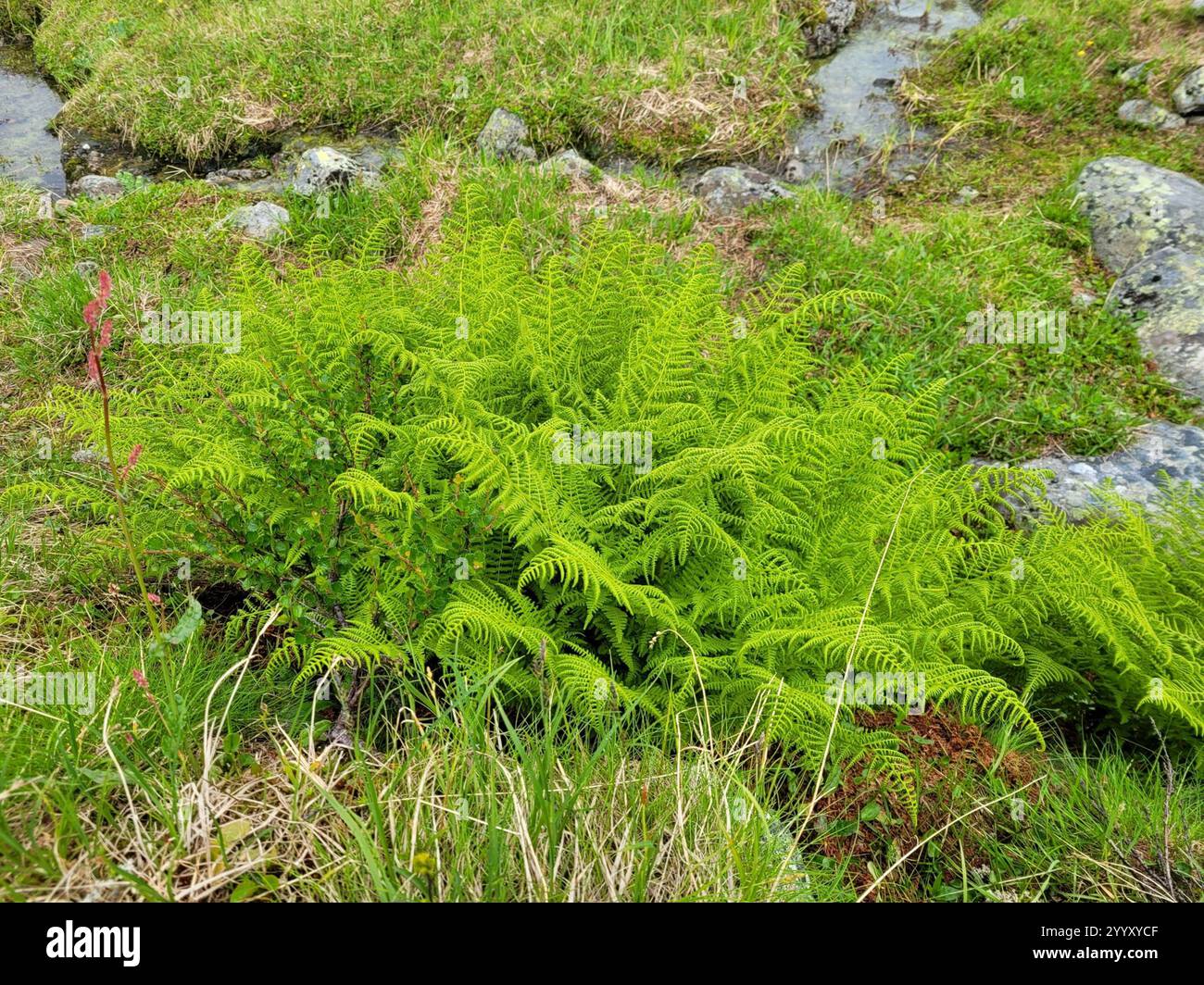 Alpine lady fern hi-res stock photography and images - Alamy