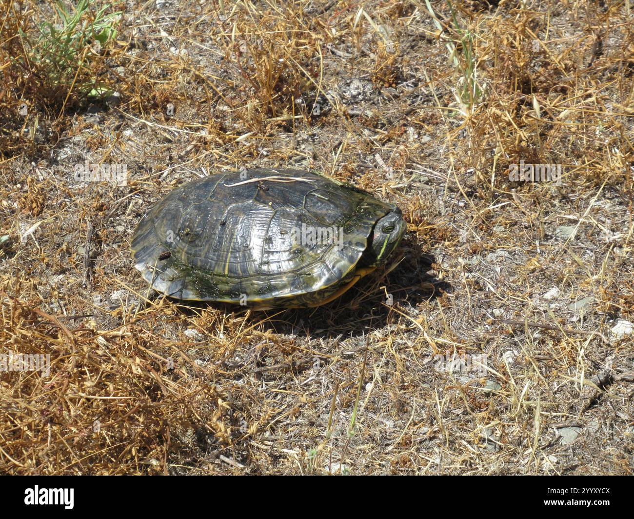Red-eared Slider (Trachemys scripta elegans Stock Photo - Alamy