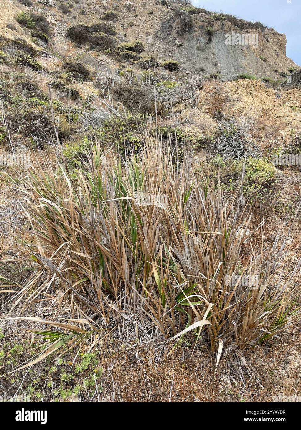 giant wild rye (Leymus condensatus Stock Photo - Alamy