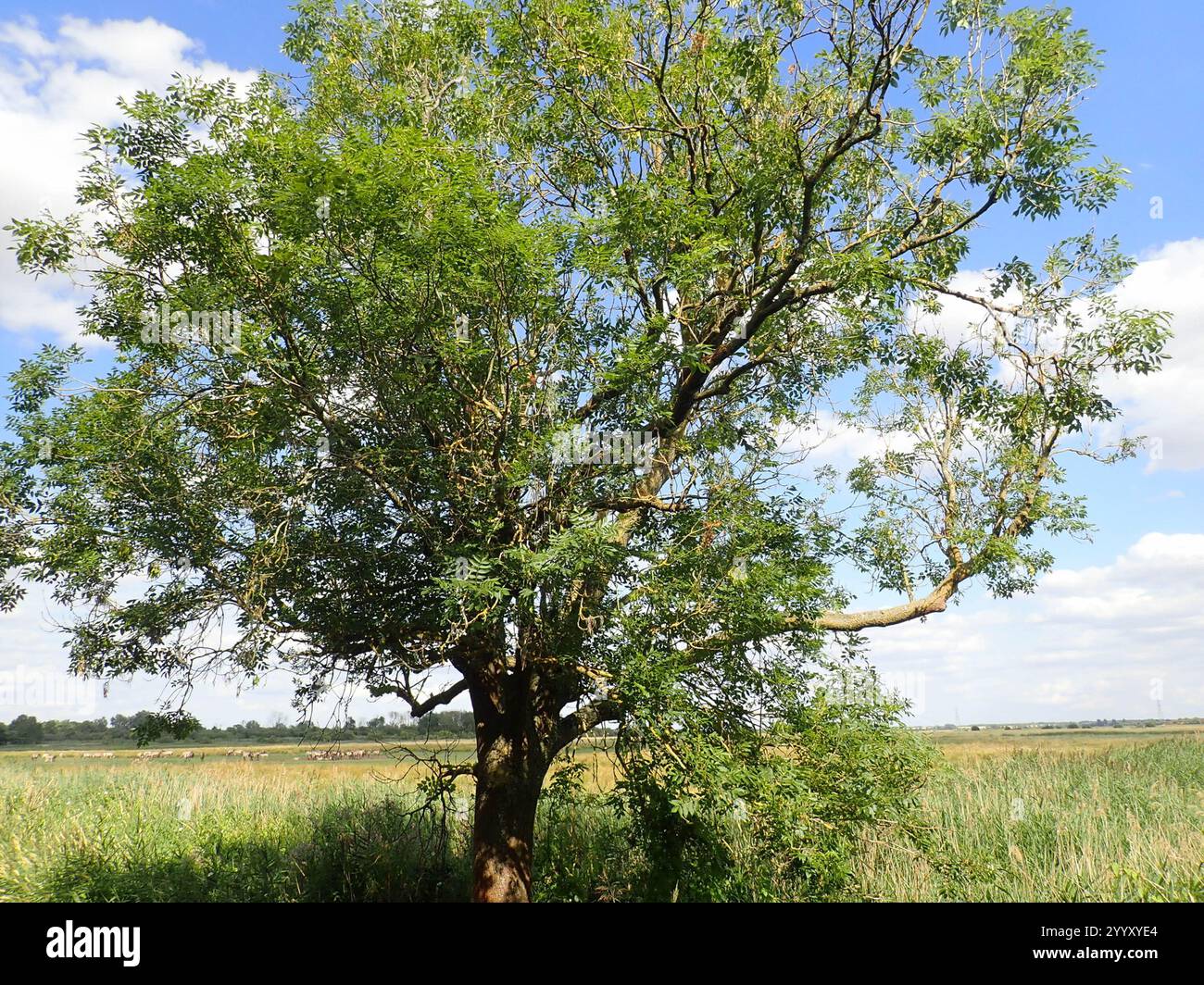 European ash (Fraxinus excelsior Stock Photo - Alamy