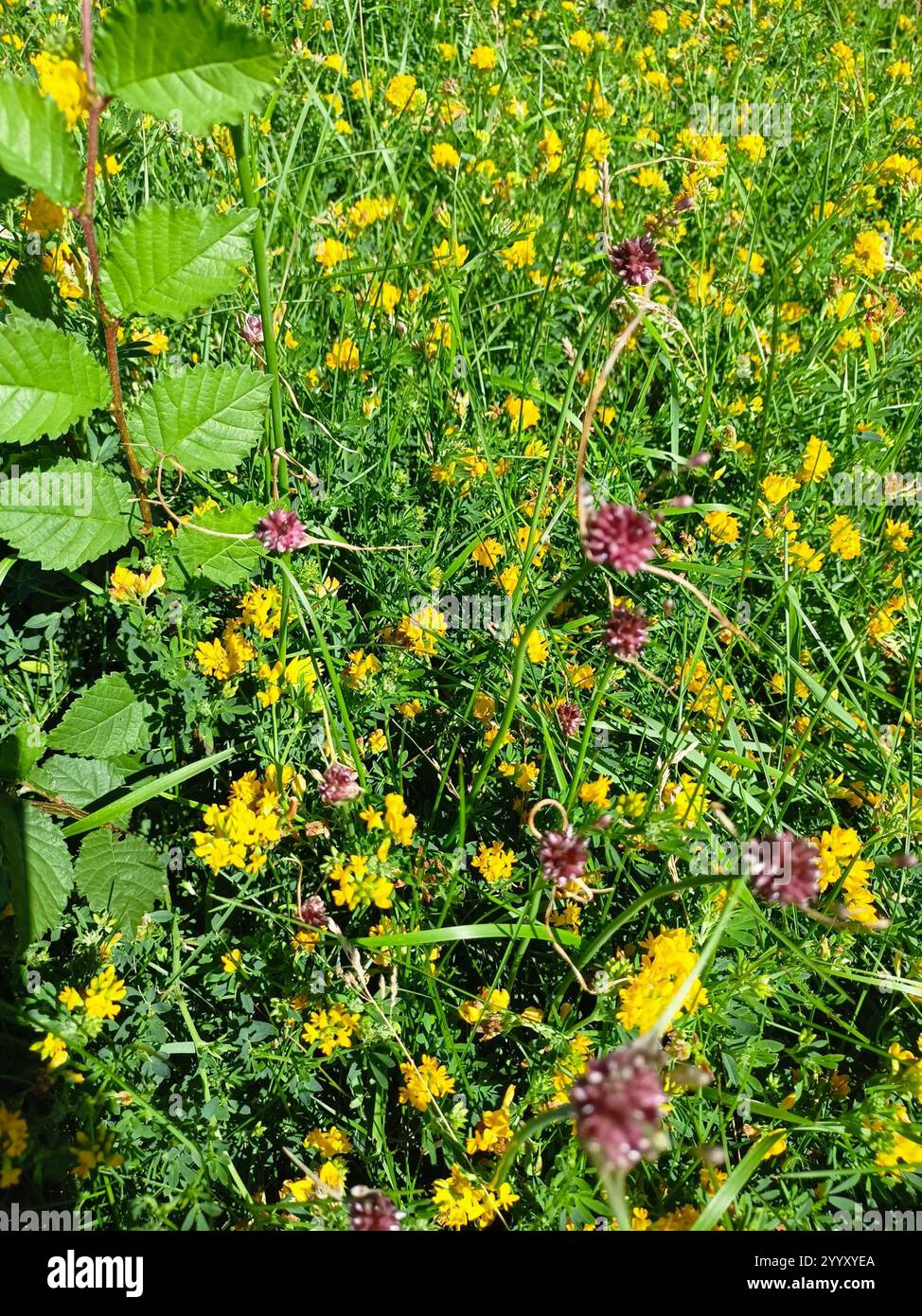 field garlic (Allium oleraceum Stock Photo - Alamy
