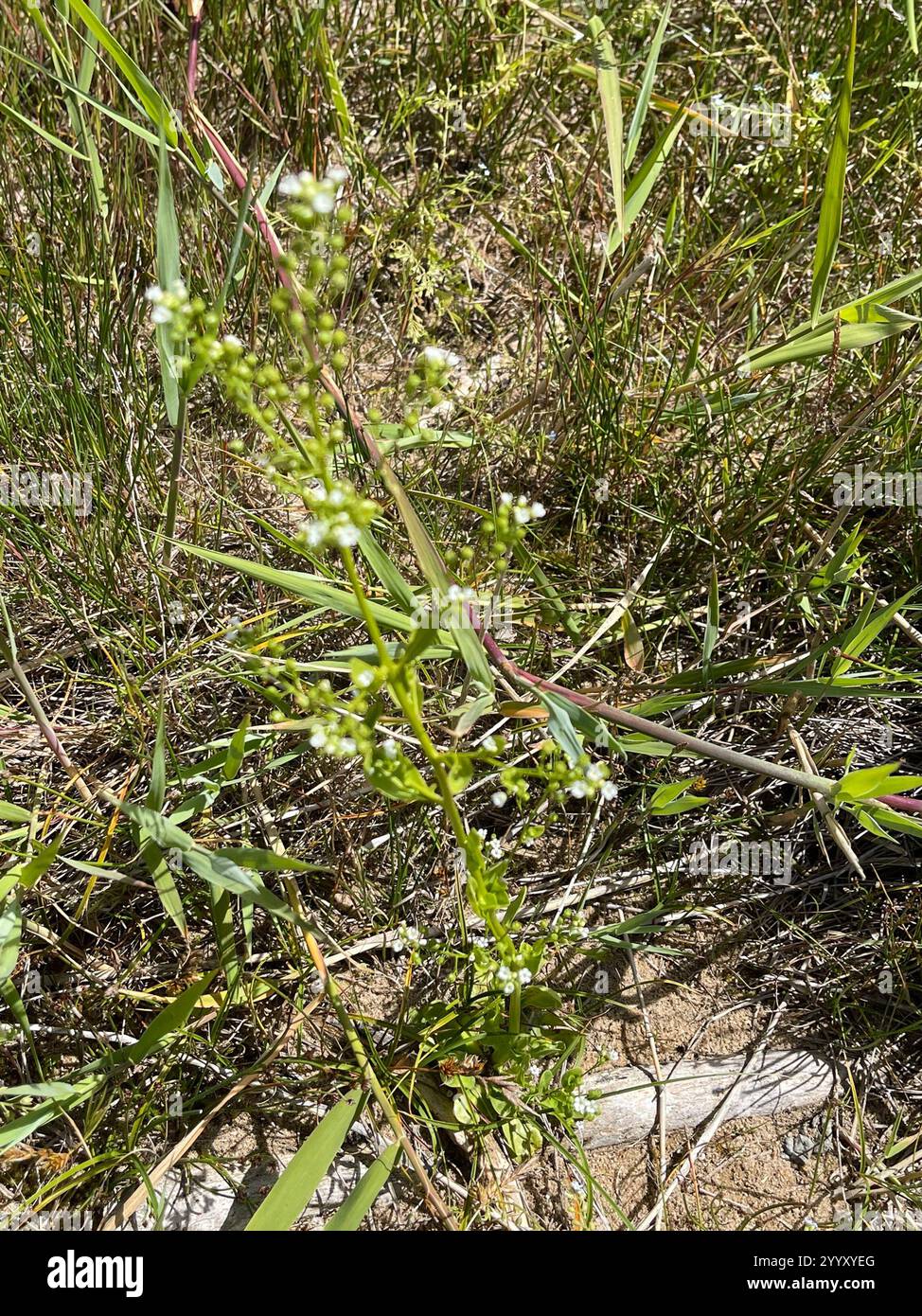 Thin Leaf Brookweed (Samolus valerandi Stock Photo - Alamy