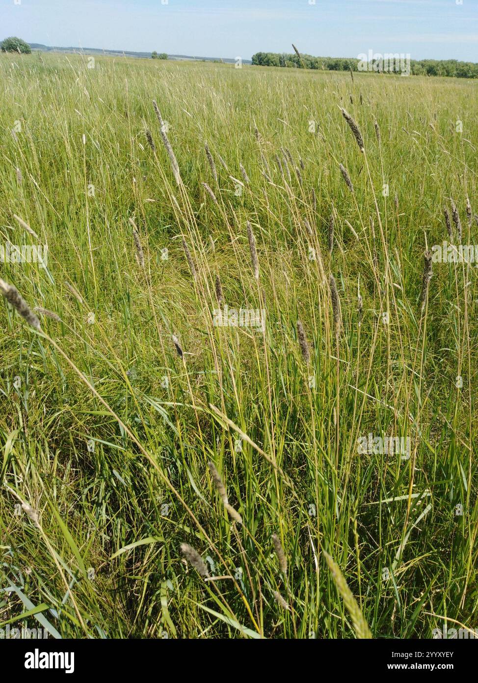 Creeping foxtail hi-res stock photography and images - Alamy