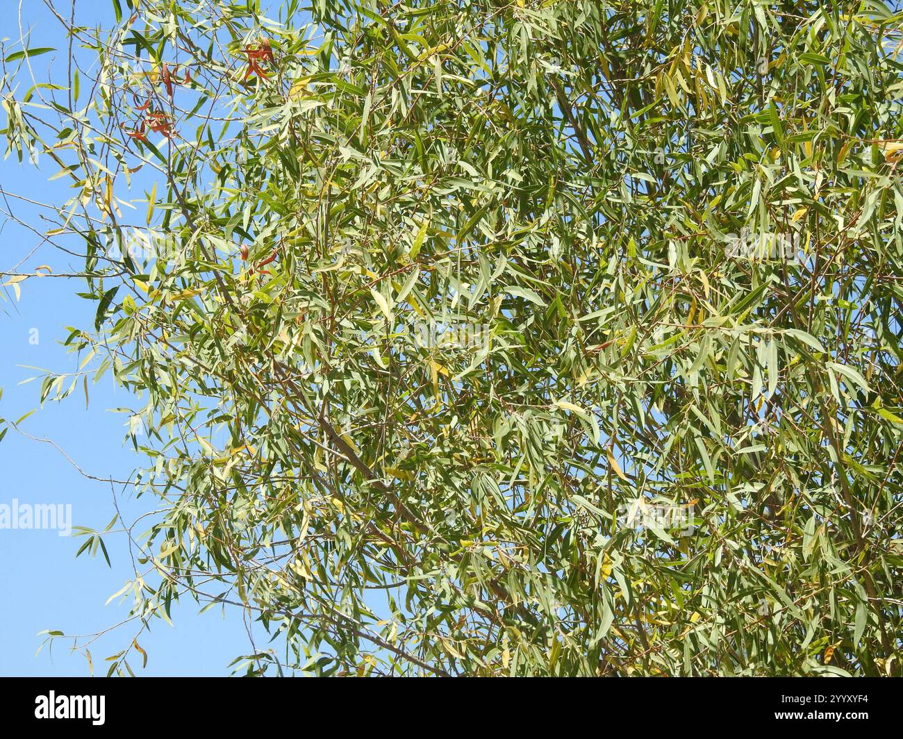red willow (Salix laevigata Stock Photo - Alamy
