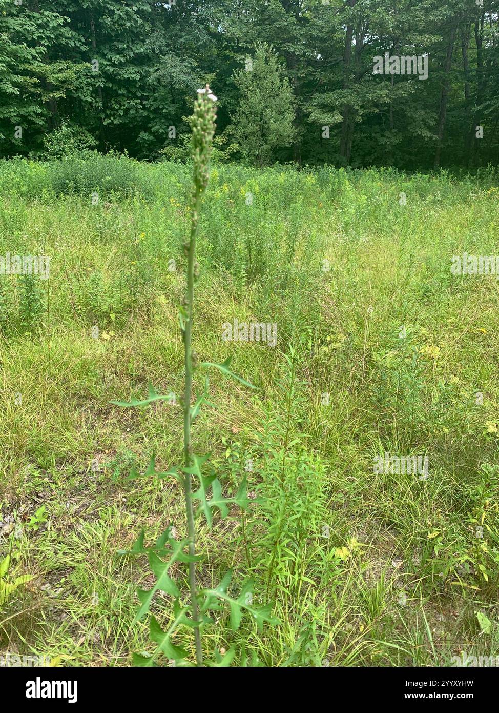 tall blue lettuce (Lactuca biennis Stock Photo - Alamy