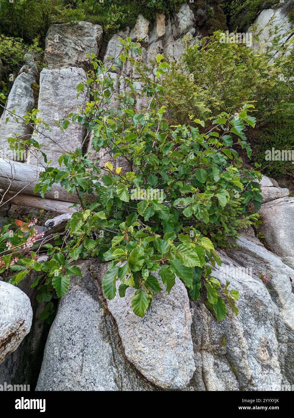 Green alder alnus alnobetula hi-res stock photography and images - Alamy