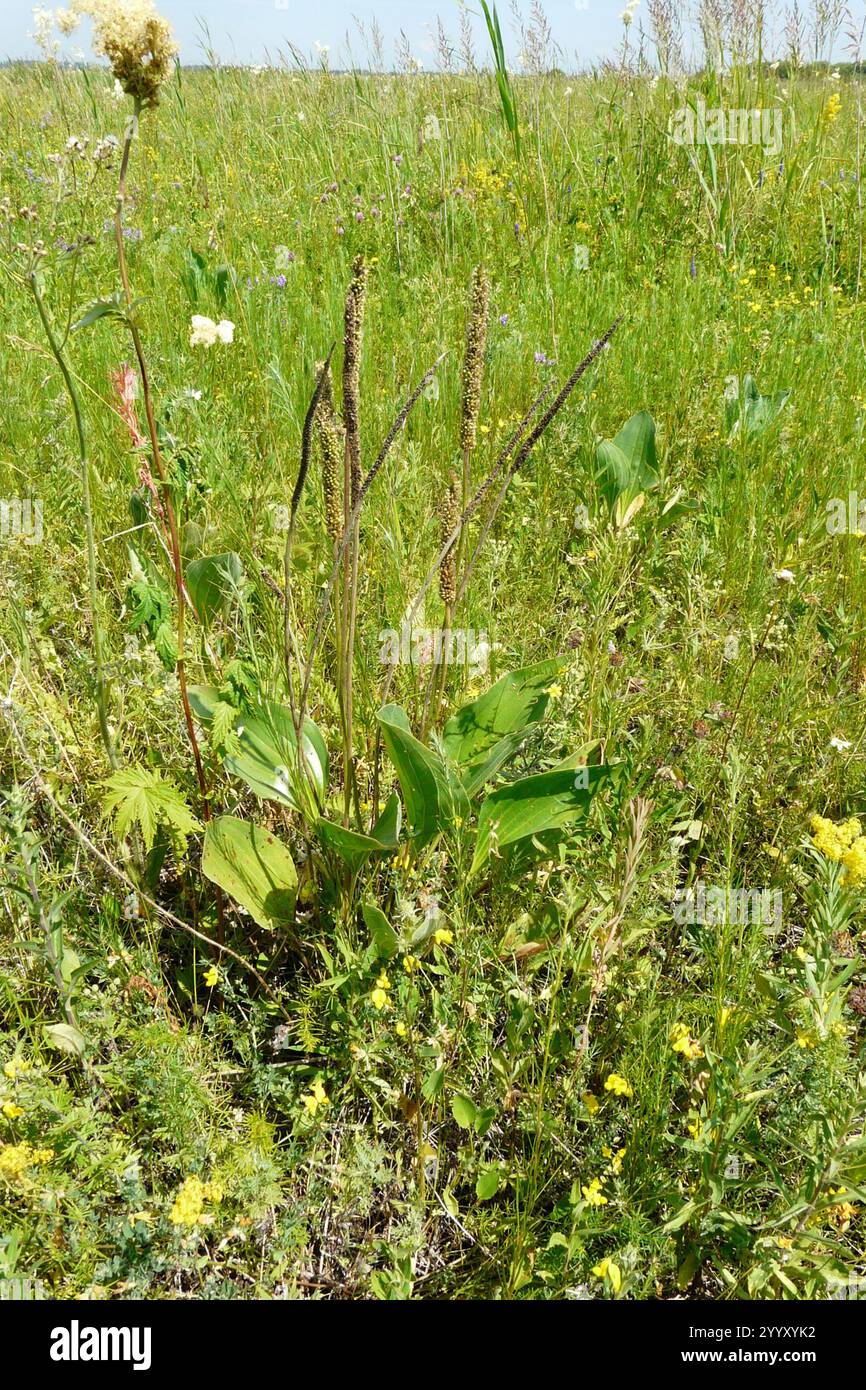 Plantago maxima hi-res stock photography and images - Alamy
