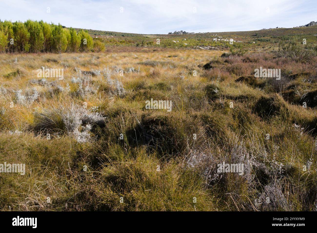 Northern Moss Frog (Arthroleptella subvoce Stock Photo - Alamy