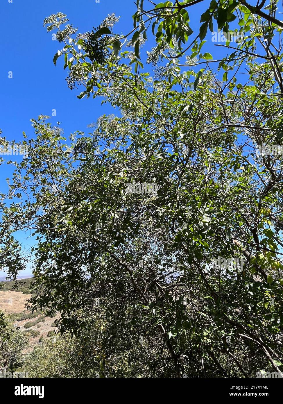 blue elder (Sambucus cerulea Stock Photo - Alamy