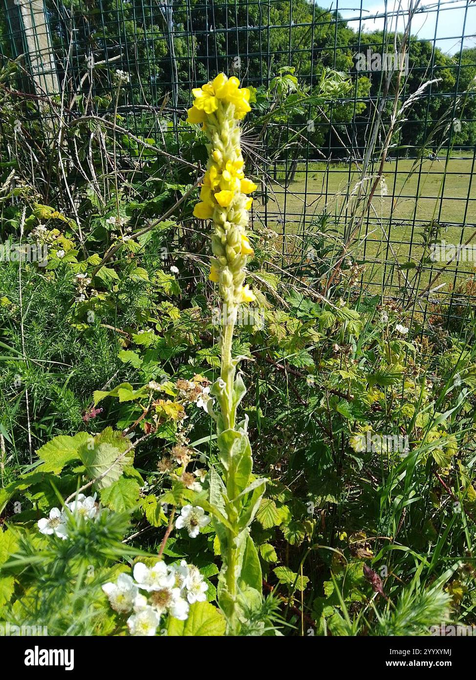 great mullein (Verbascum thapsus Stock Photo - Alamy