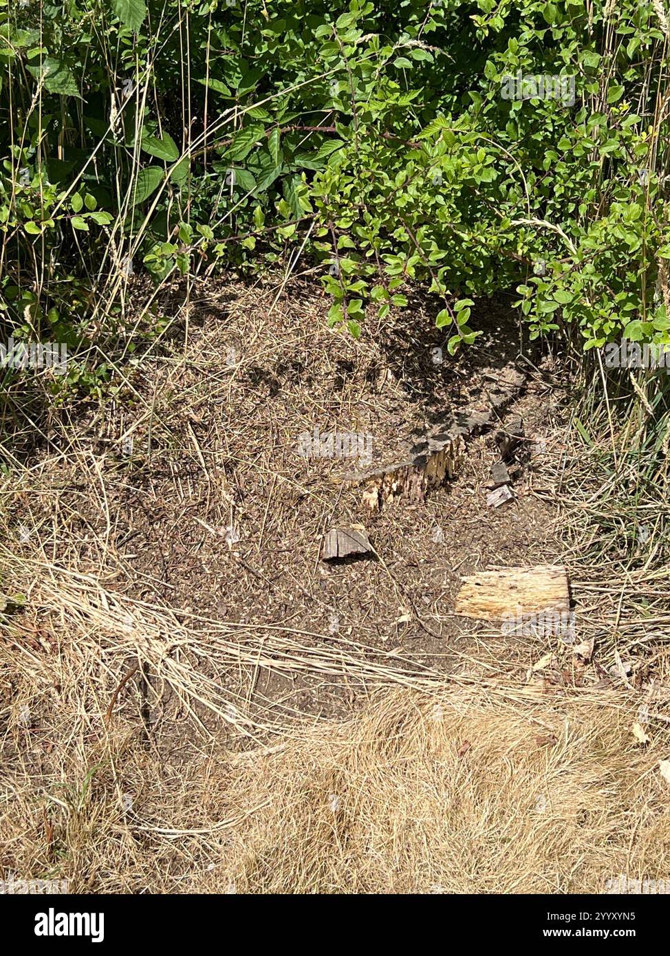 Wood, Mound, and Field Ants (Formica Stock Photo - Alamy