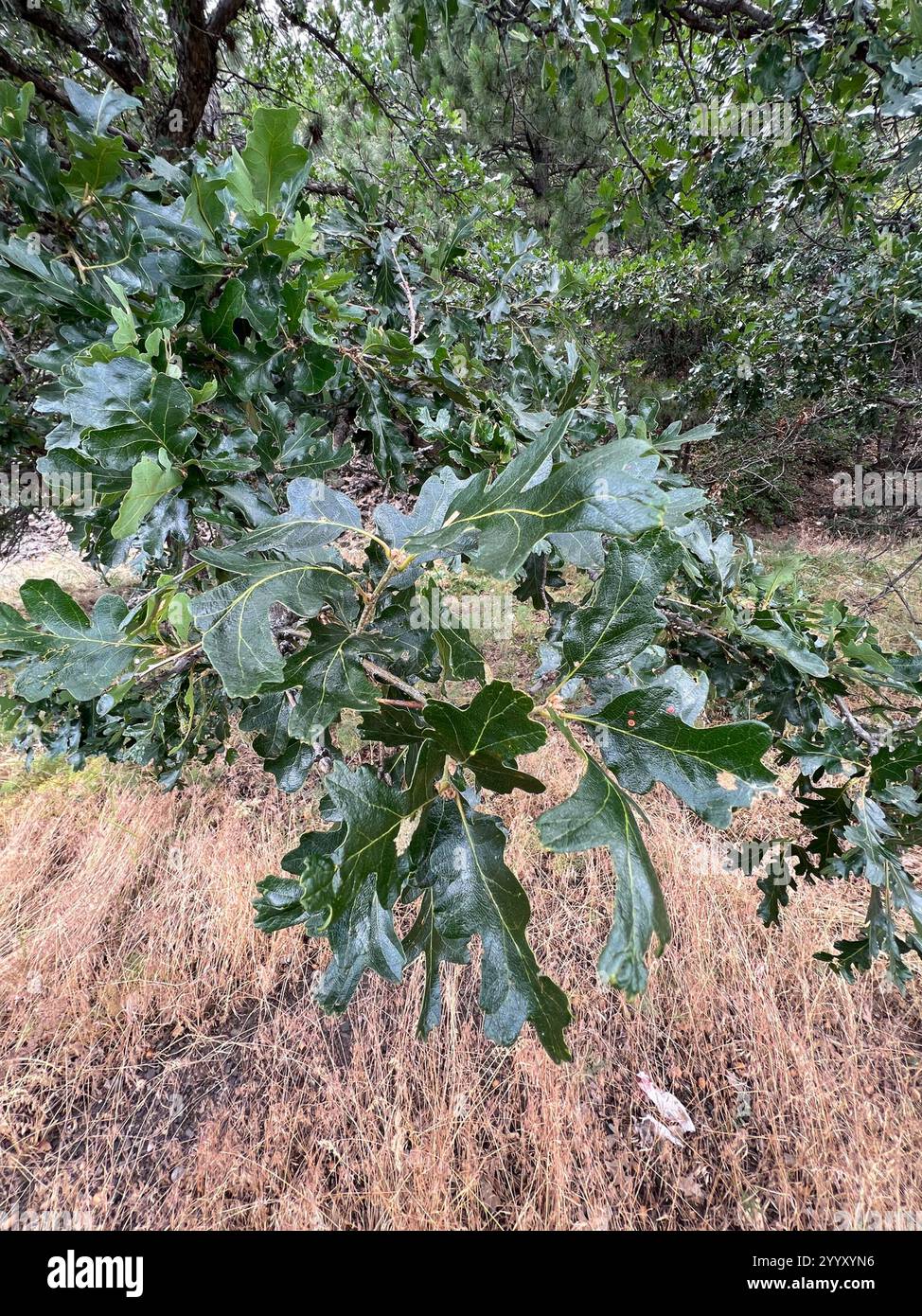 Oregon oak (Quercus garryana Stock Photo - Alamy