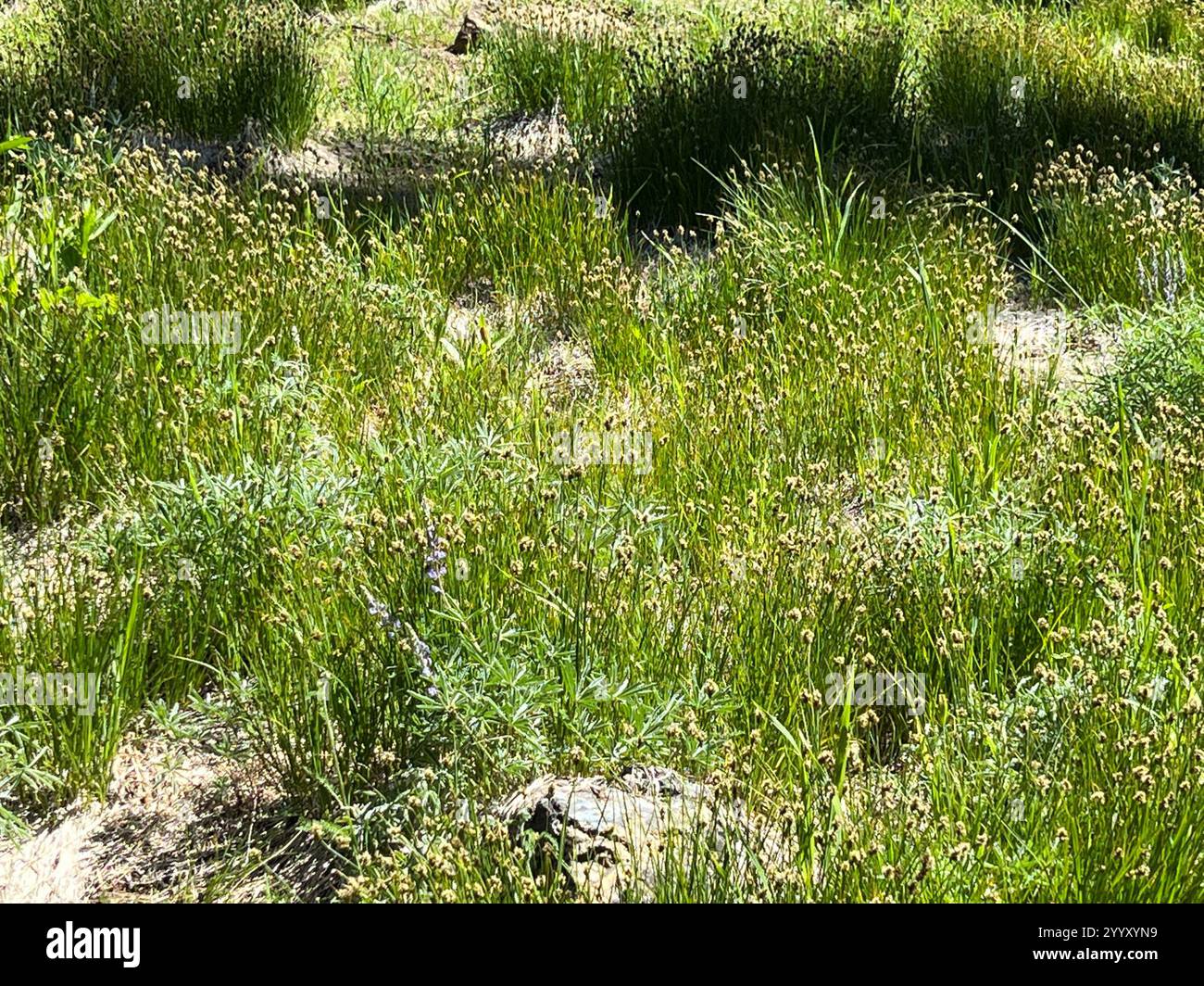 true sedges (Carex Stock Photo - Alamy