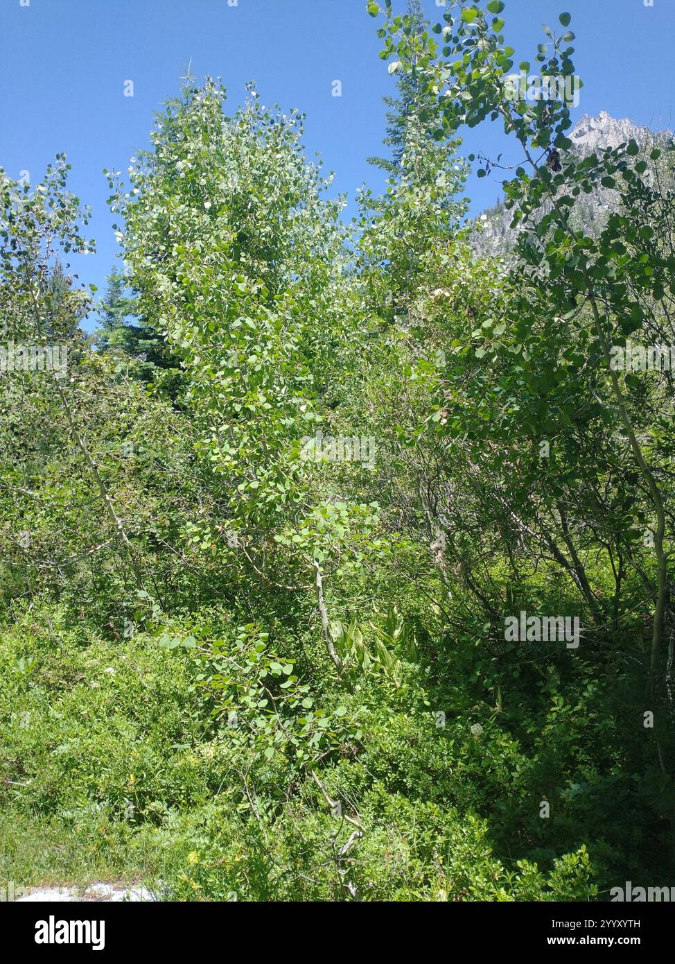 quaking aspen (Populus tremuloides Stock Photo - Alamy