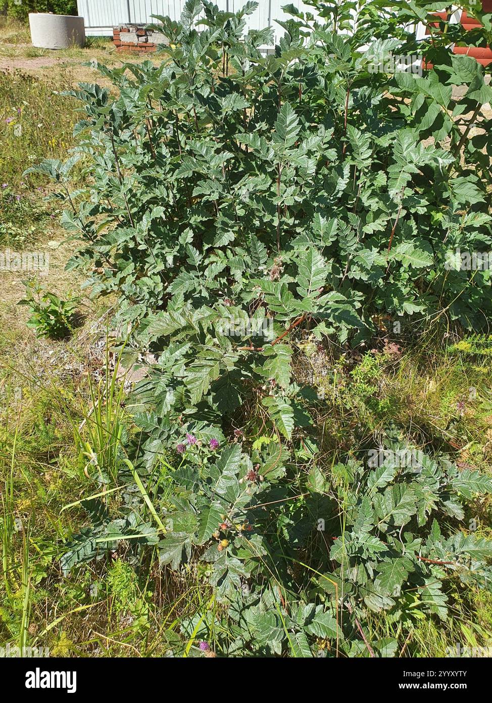 Swedish Service-tree (Hedlundia hybrida Stock Photo - Alamy