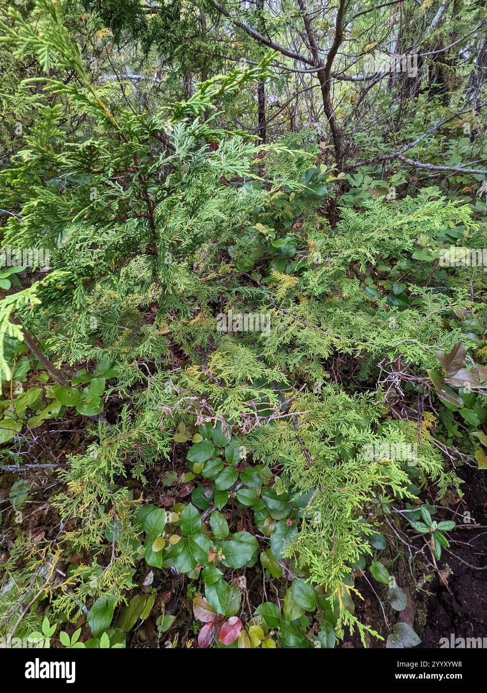 Alaska yellow cedar (Callitropsis nootkatensis Stock Photo - Alamy