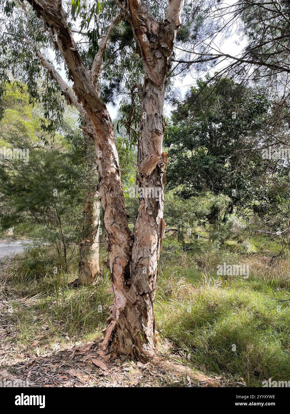 Weeping Paperbark (Melaleuca leucadendra Stock Photo - Alamy