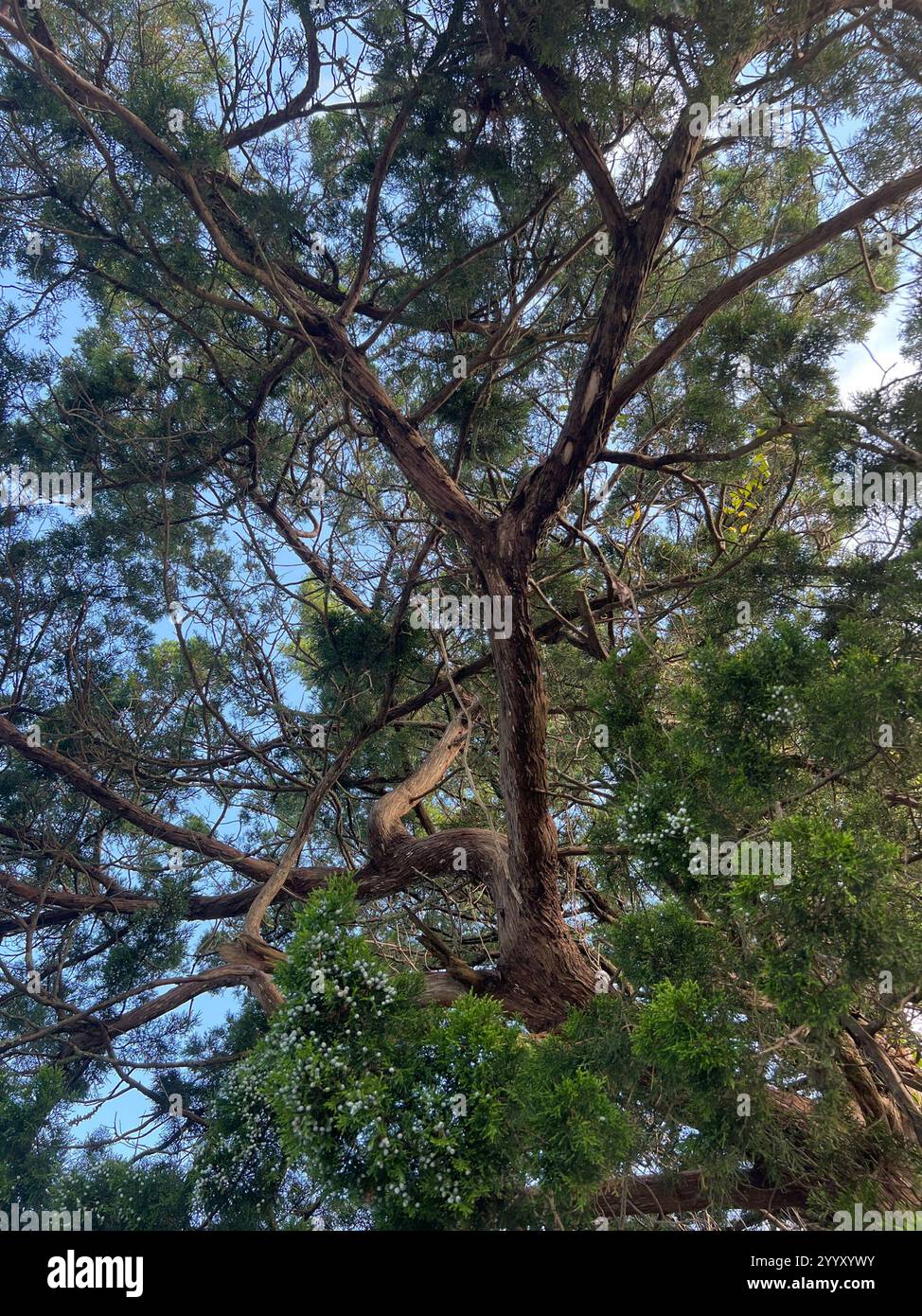 Southern Redcedar (Juniperus virginiana silicicola Stock Photo - Alamy