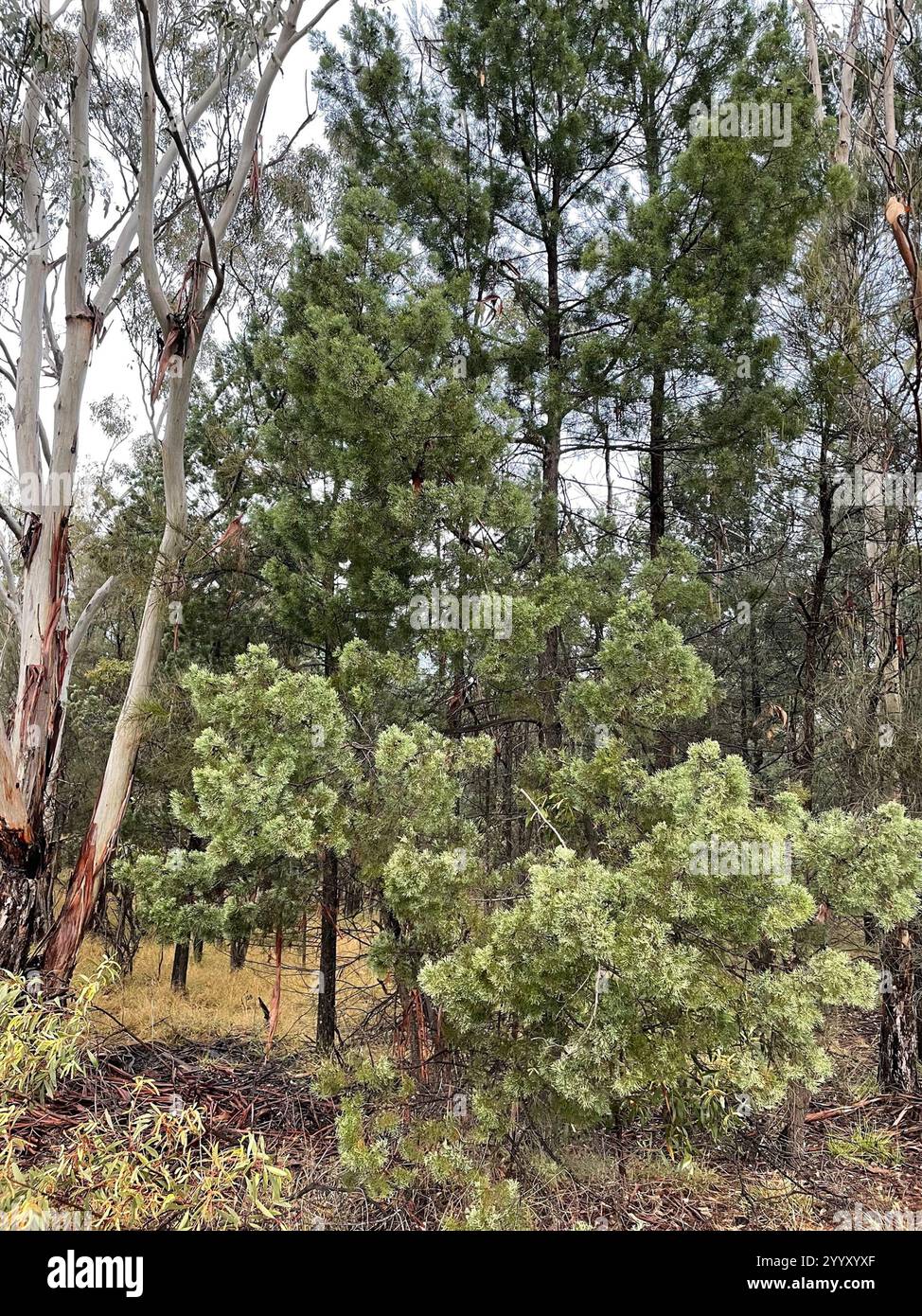 White Cypress-pine (Callitris glaucophylla Stock Photo - Alamy