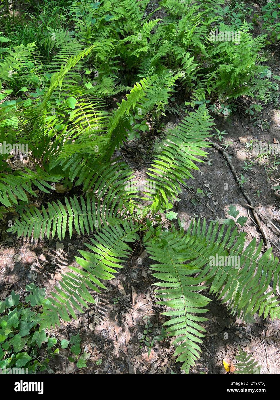 cinnamon fern (Osmundastrum cinnamomeum Stock Photo - Alamy