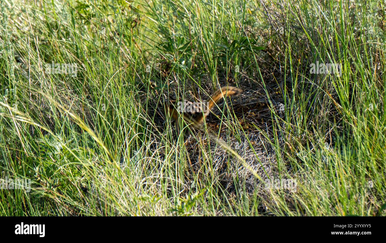 Least Chipmunk (Neotamias minimus Stock Photo - Alamy
