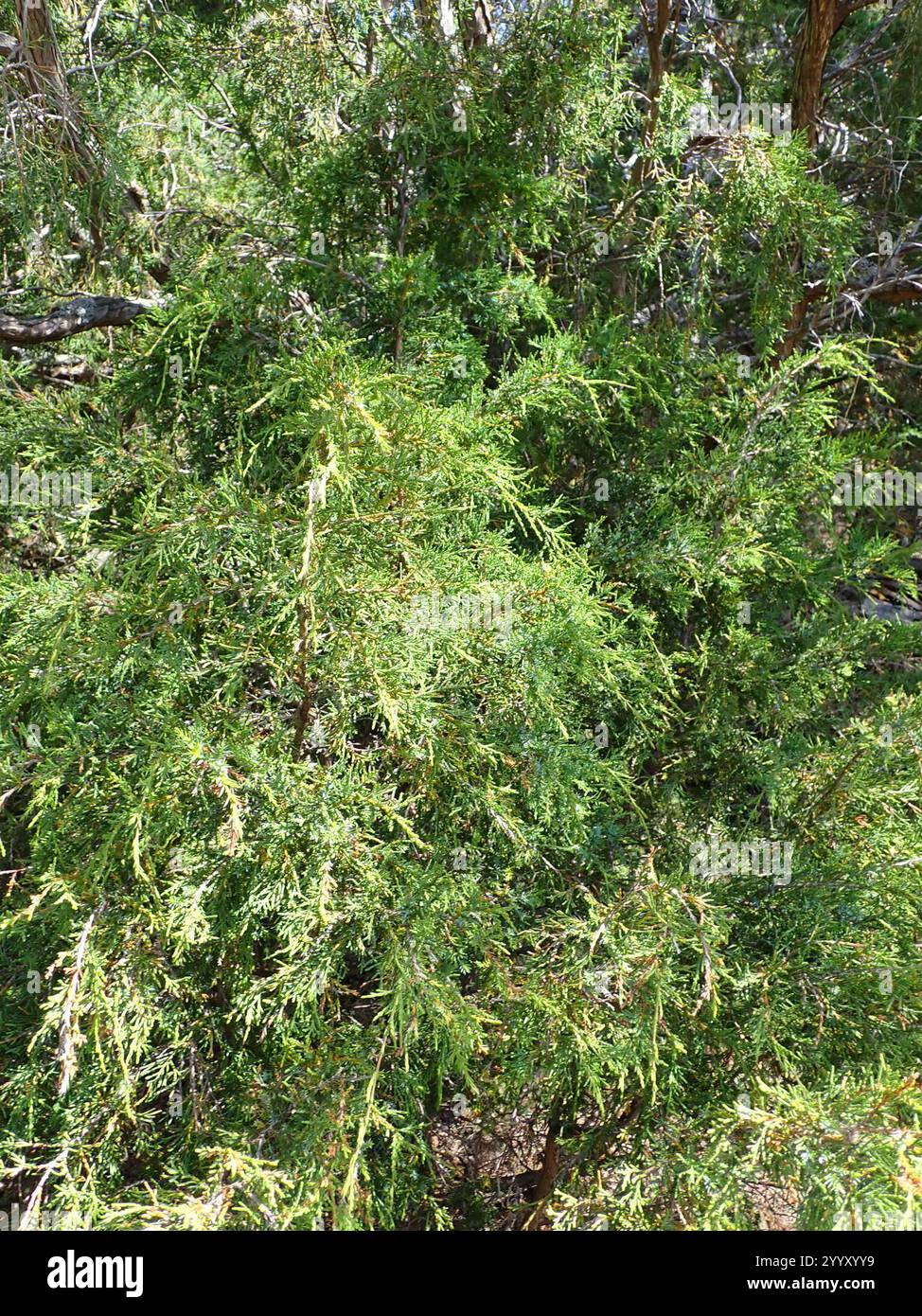 Seaside Juniper (Juniperus maritima Stock Photo - Alamy
