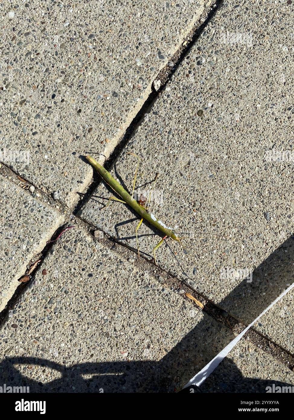 Indian Walking Stick (Carausius morosus Stock Photo - Alamy