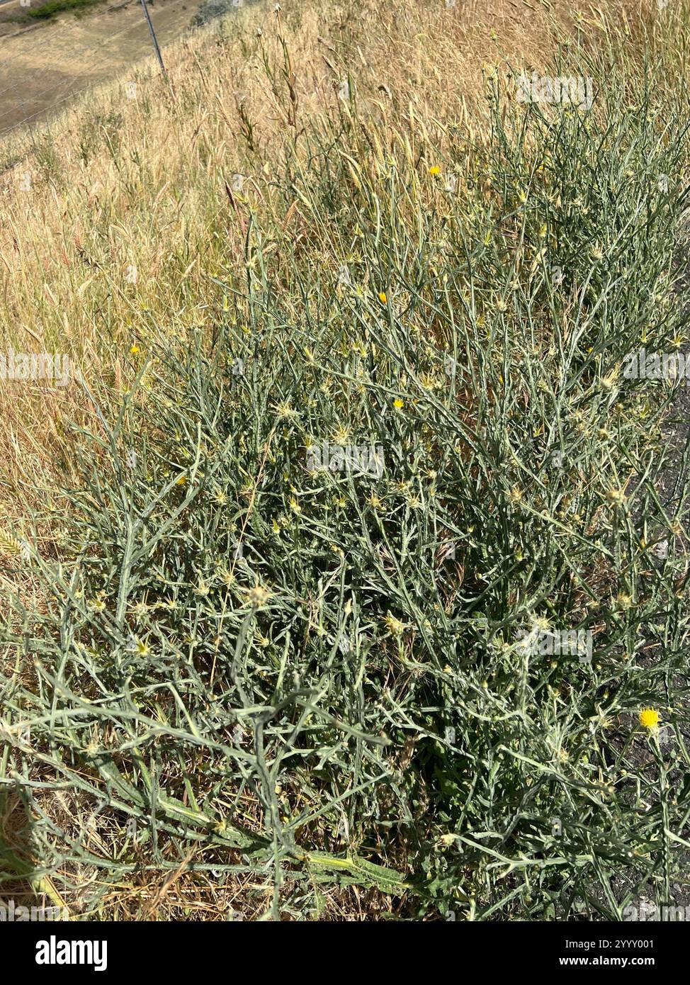 Yellow Star-Thistle (Centaurea solstitialis Stock Photo - Alamy