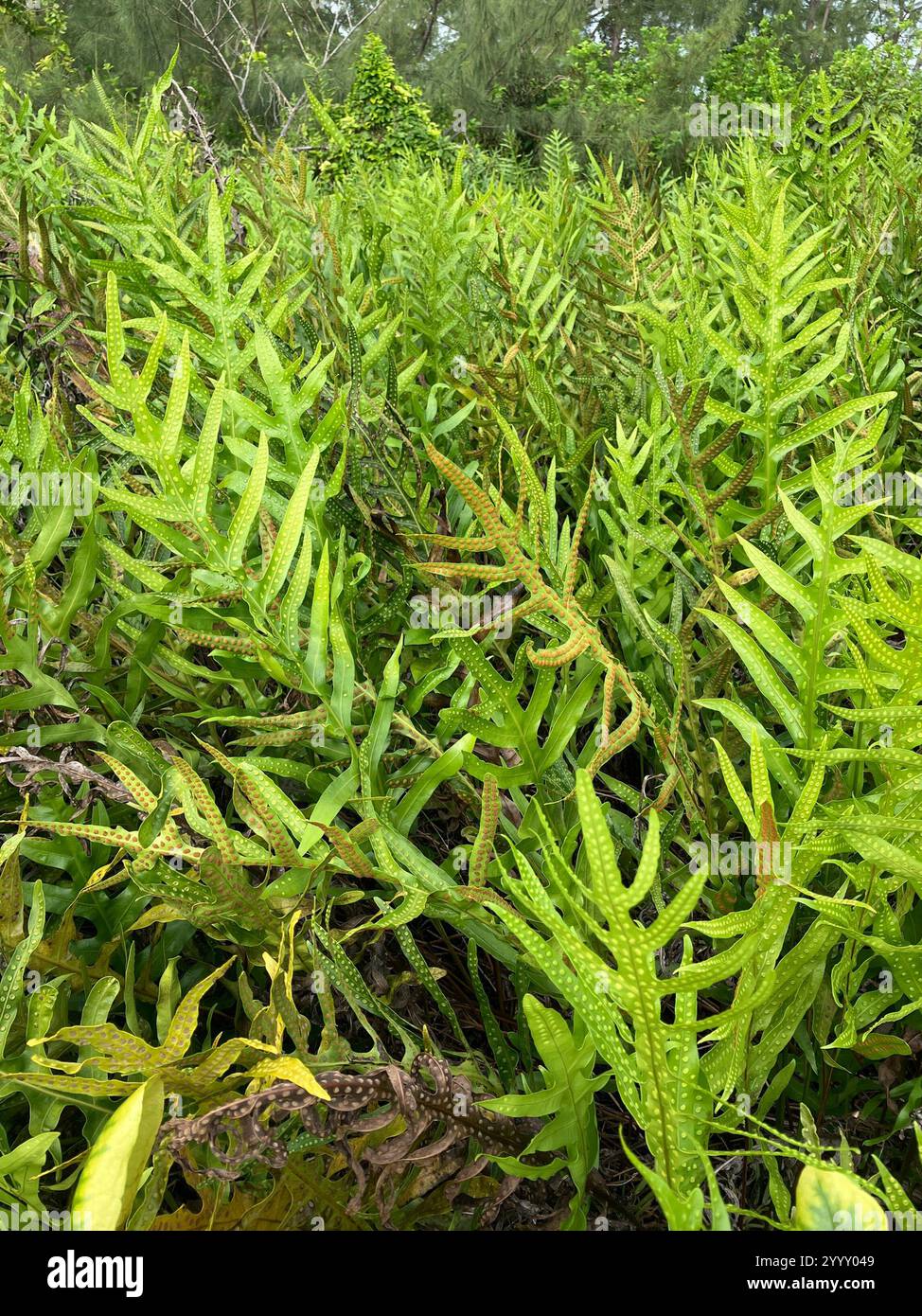 monarch fern (Microsorum scolopendria Stock Photo - Alamy