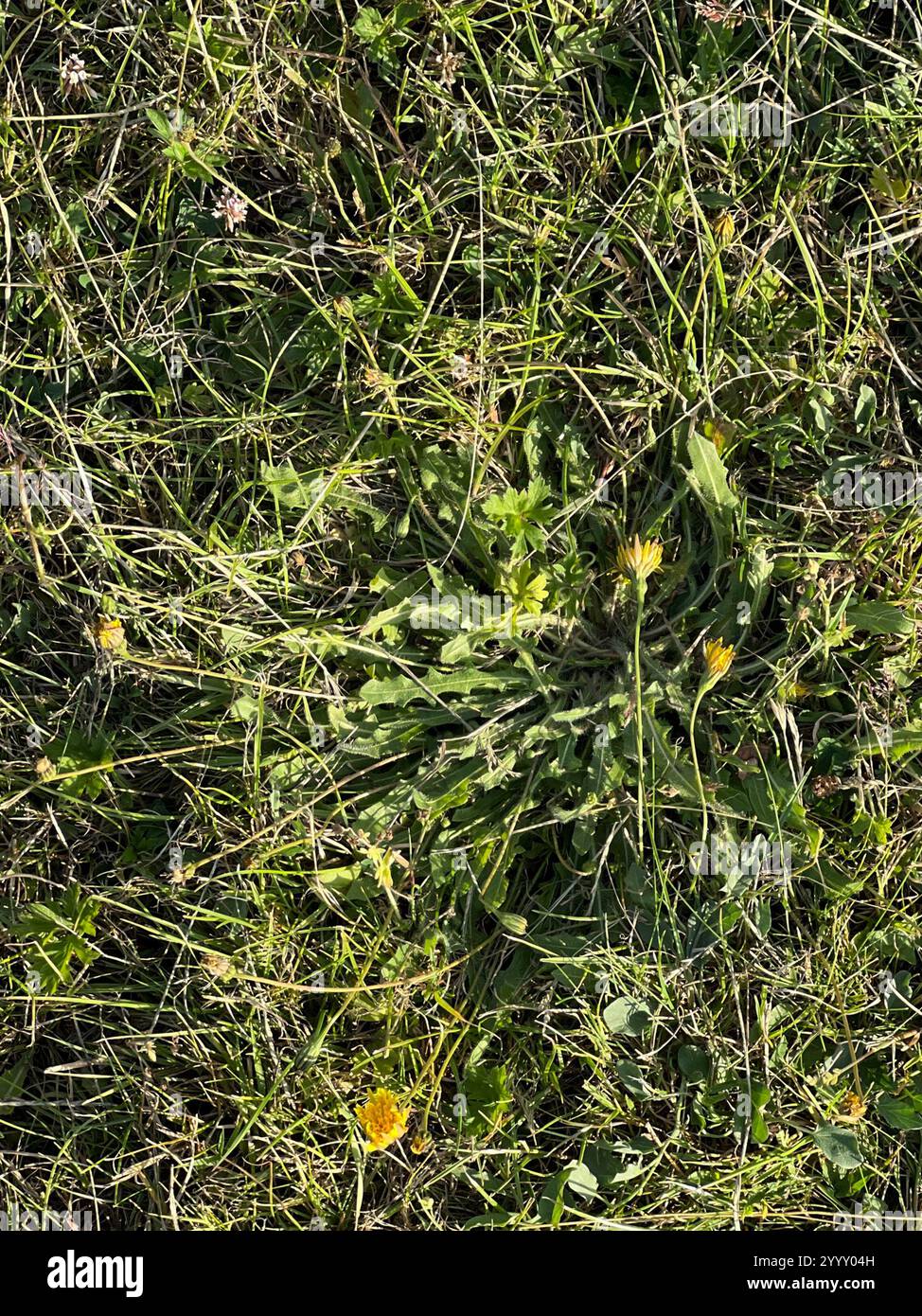 Common Cat's-ear (Hypochaeris radicata Stock Photo - Alamy