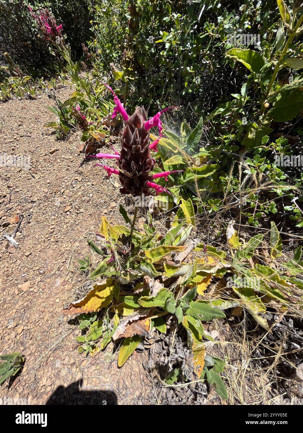 Hummingbird Sage (Salvia spathacea Stock Photo - Alamy