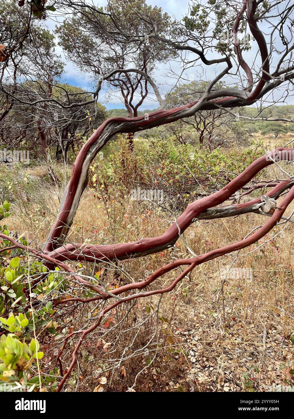 Toro manzanita (Arctostaphylos montereyensis Stock Photo - Alamy