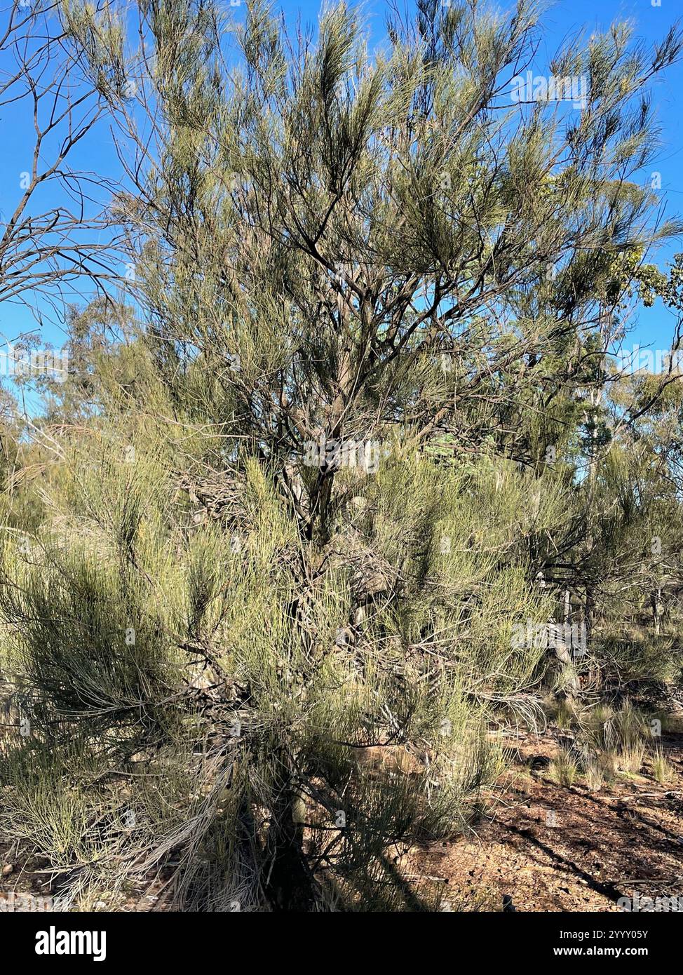 Buloke (Allocasuarina luehmannii Stock Photo - Alamy