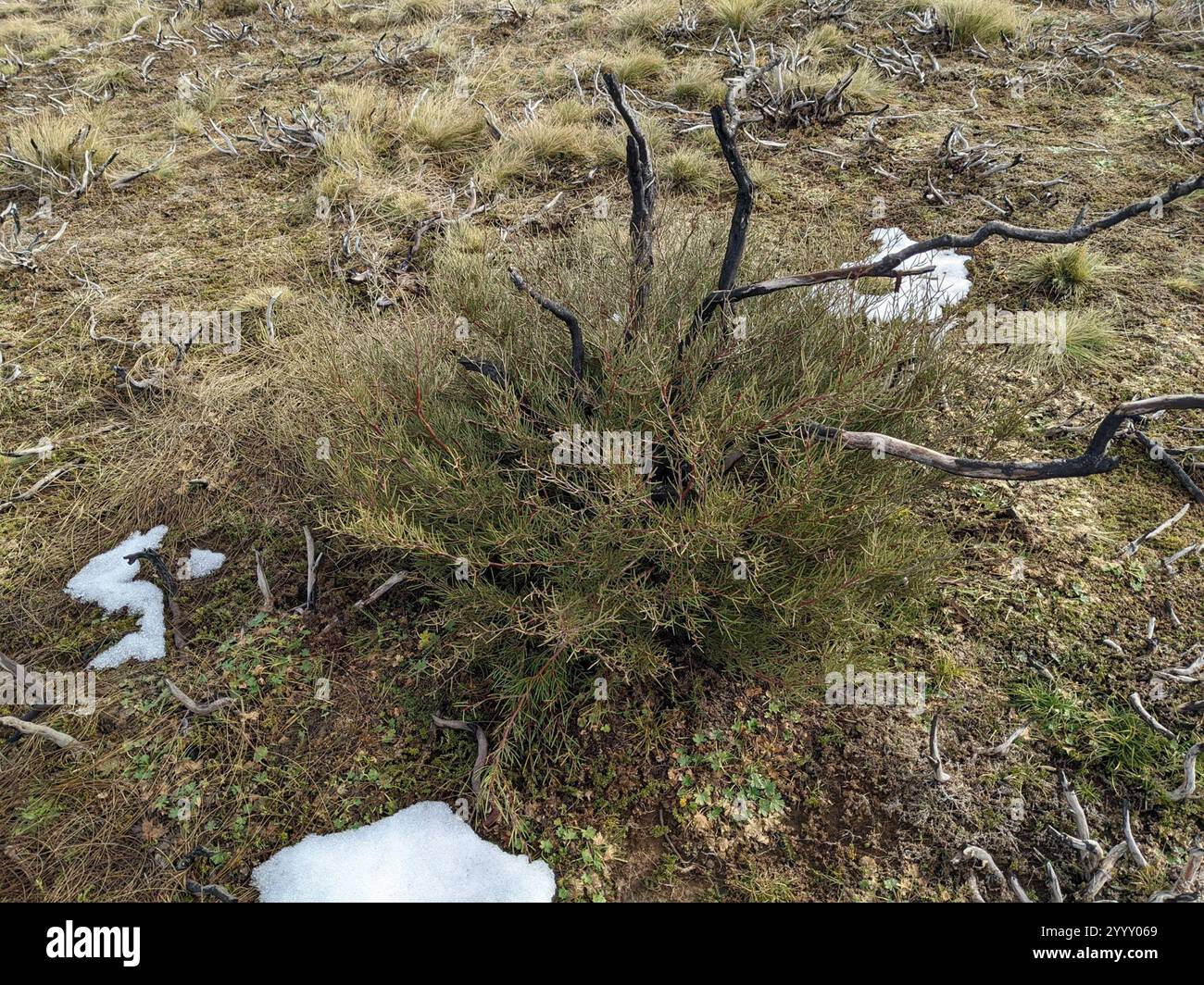 Small-fruit Hakea (Hakea microcarpa Stock Photo - Alamy