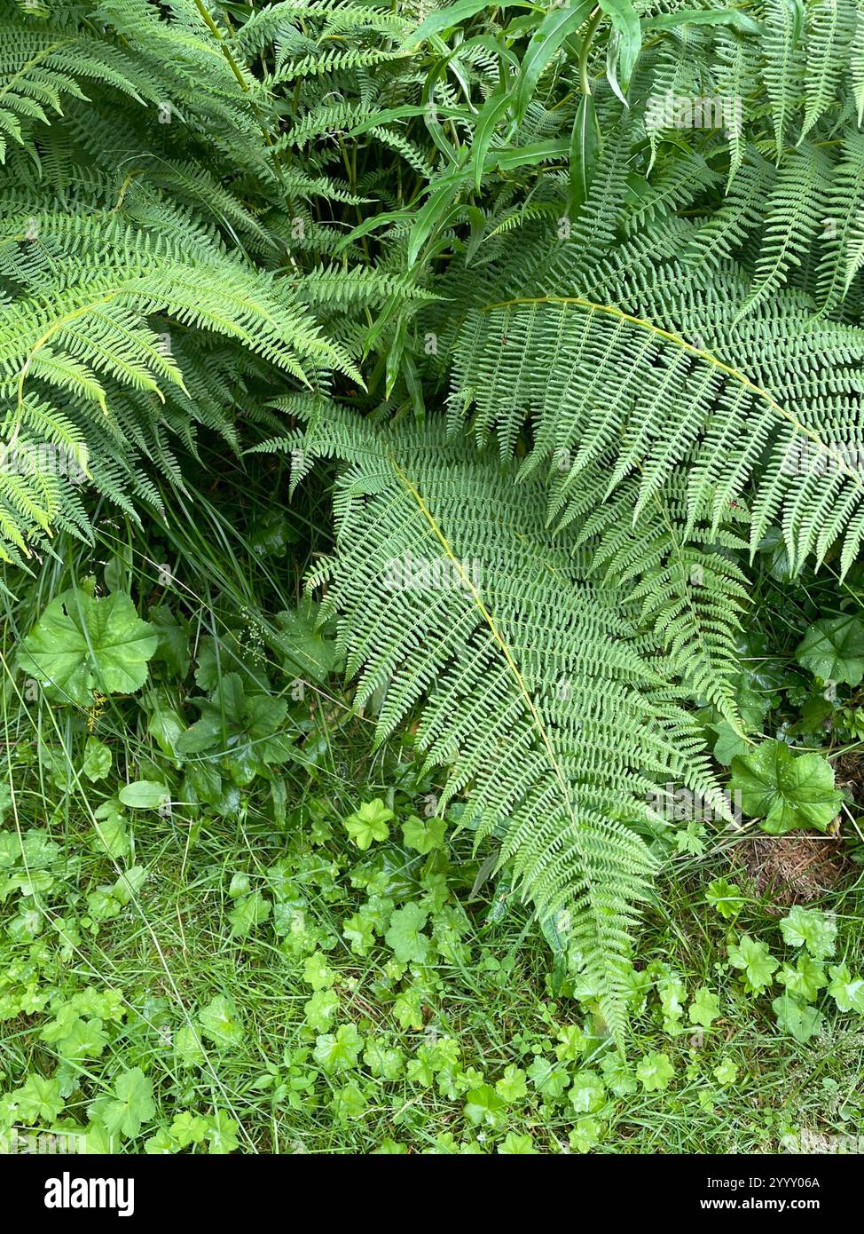 lady fern (Athyrium filix-femina Stock Photo - Alamy