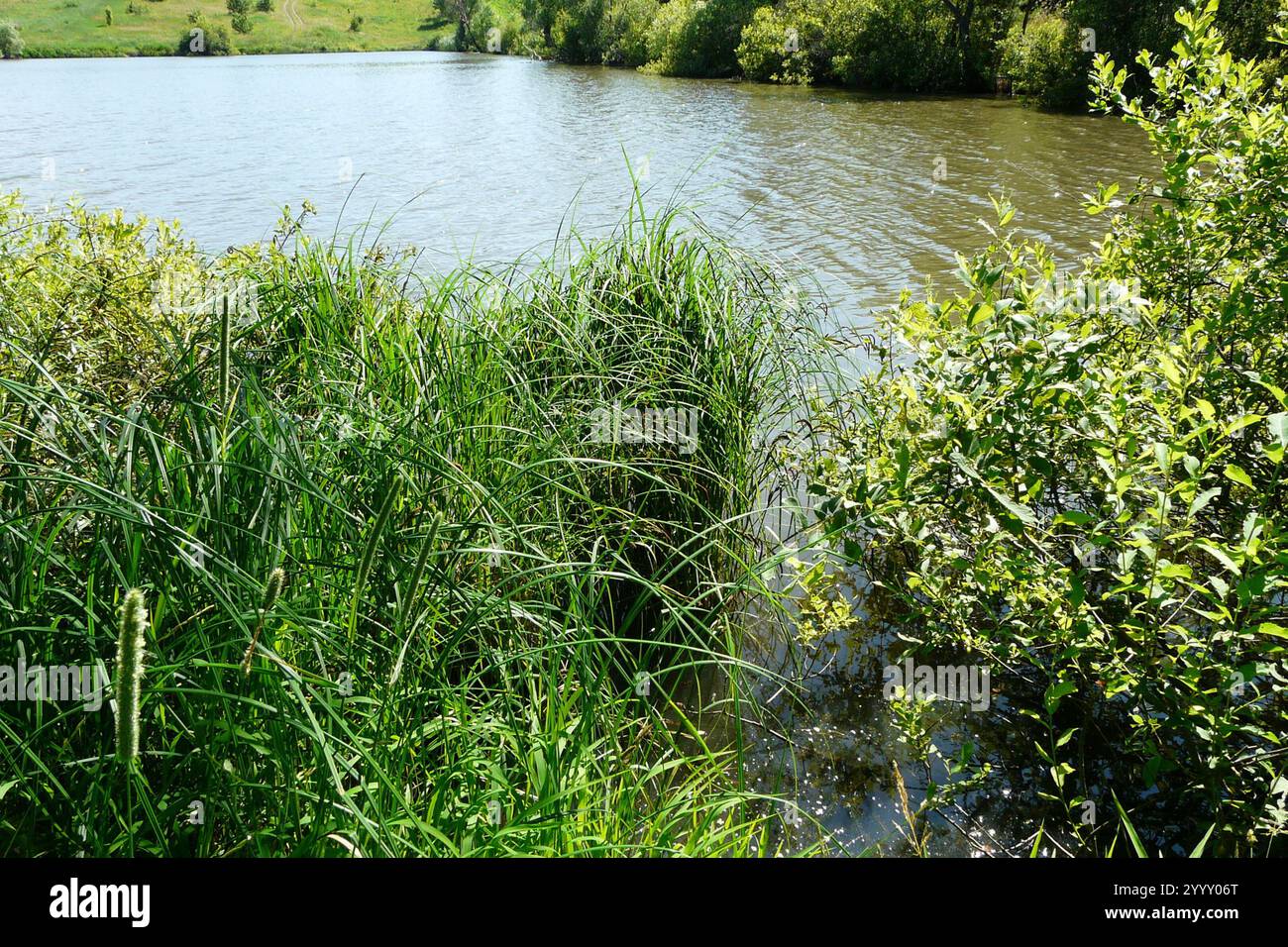 slender tufted-sedge (Carex acuta Stock Photo - Alamy